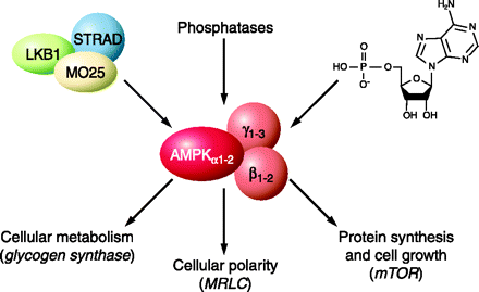 STK11基因（LKB1基因） - 肿瘤基础 - 阳光肺科